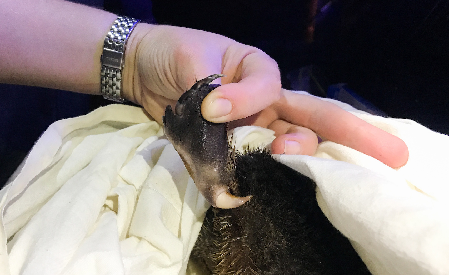 The Platypus Is Weirder Than You Ever Imagined