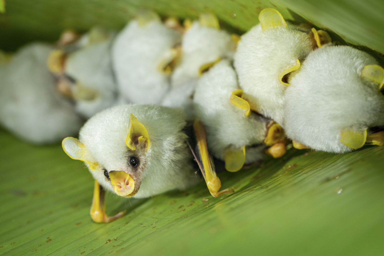 Meet The World’s 10 Coolest Bats