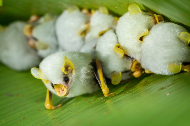 Meet The World’s 10 Coolest Bats