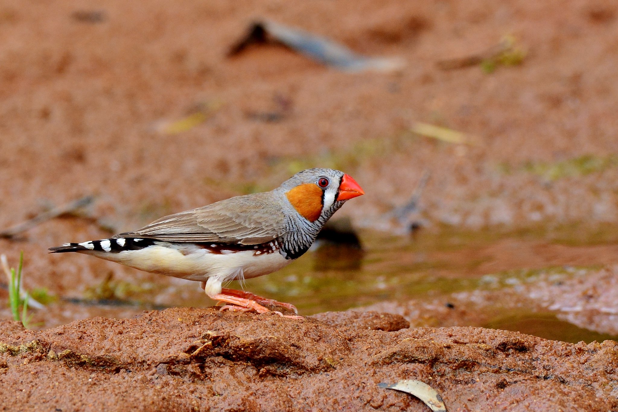 In Search of Australia’s Amazing Rainbow Finch