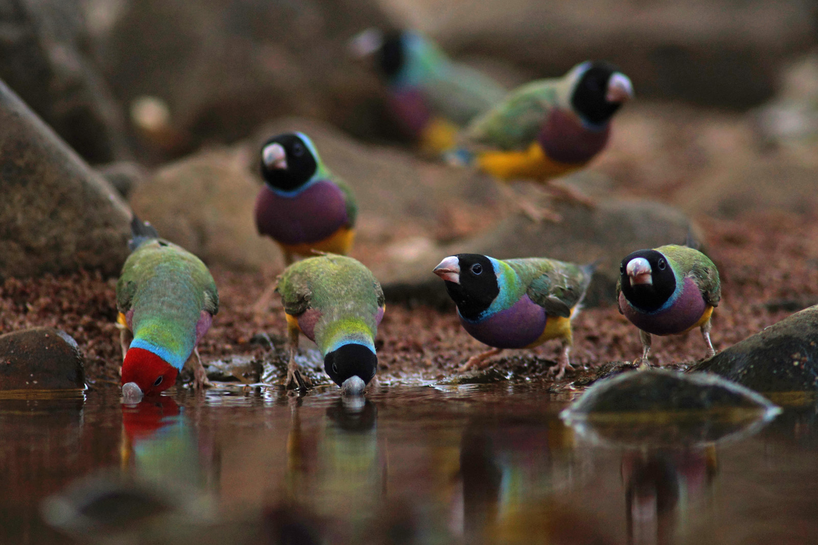 In Search of Australia’s Amazing Rainbow Finch