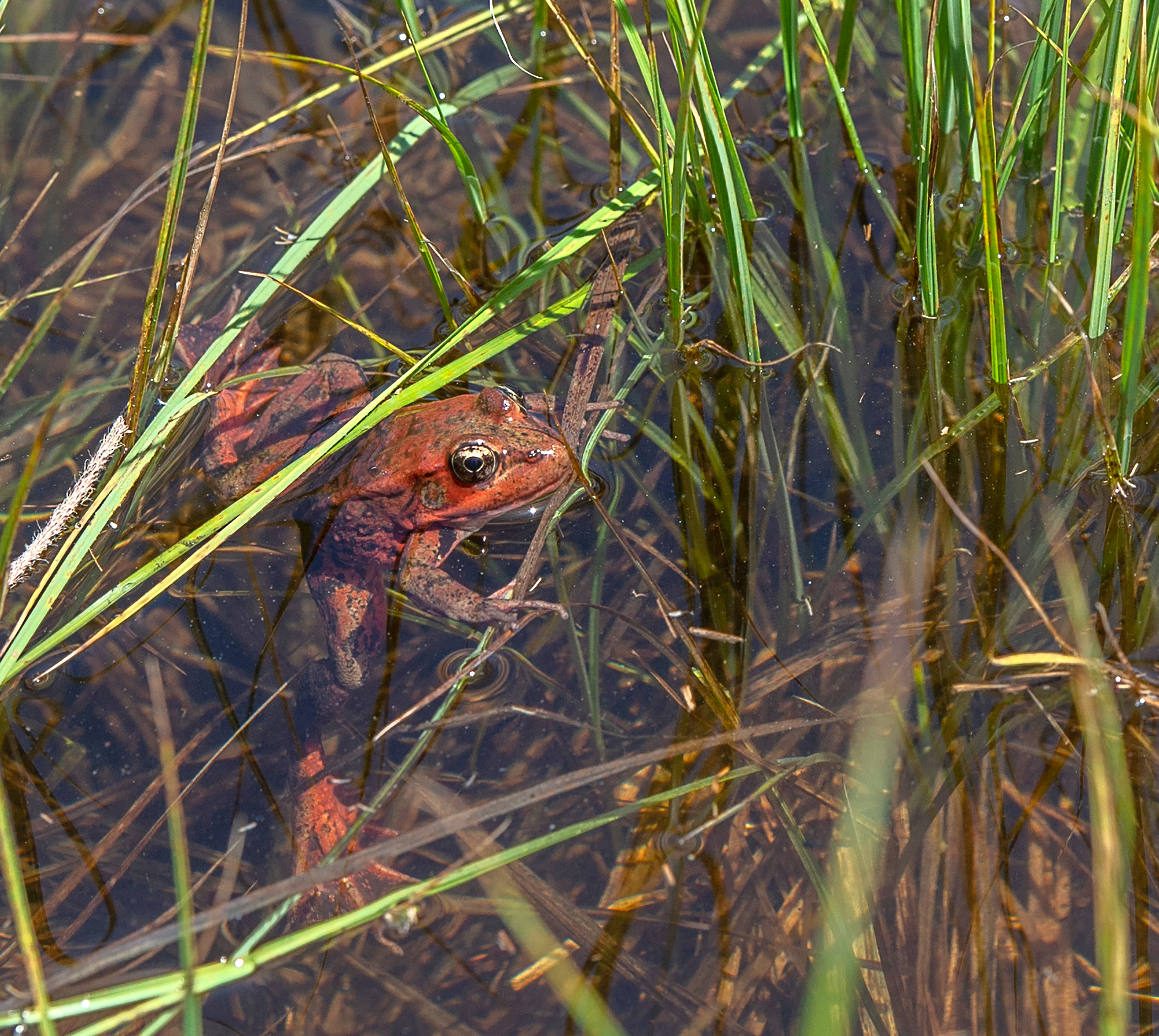 Recovery: Saving Mark Twain’s Famous Frog