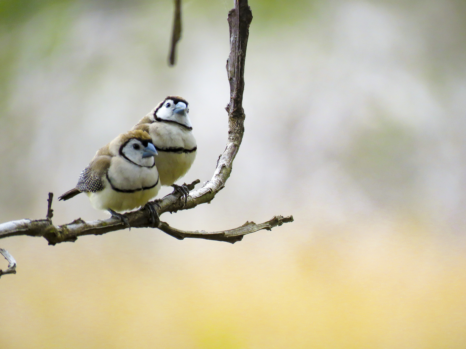 In Search of Australia’s Amazing Rainbow Finch