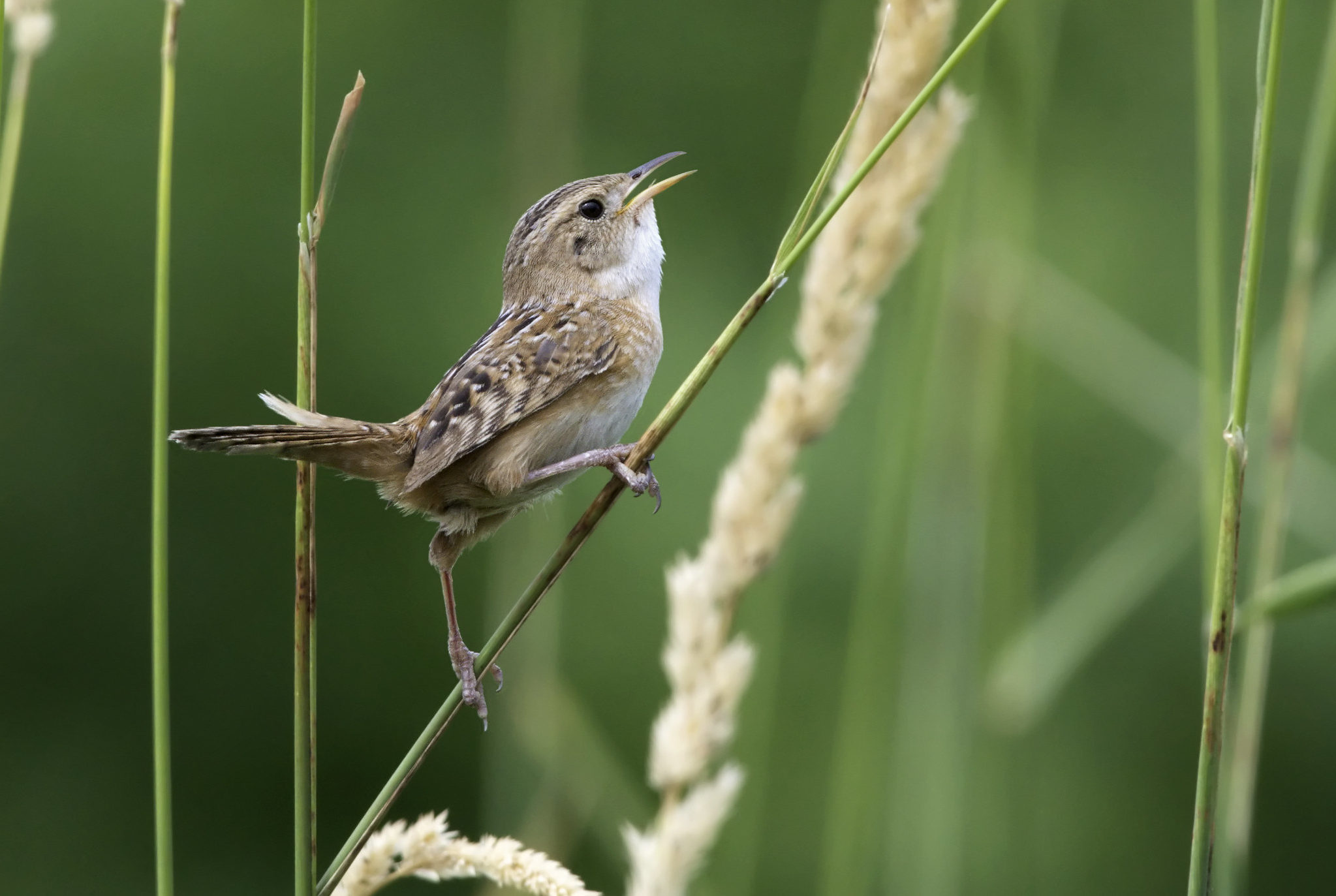 A New Life for Old Bird Data