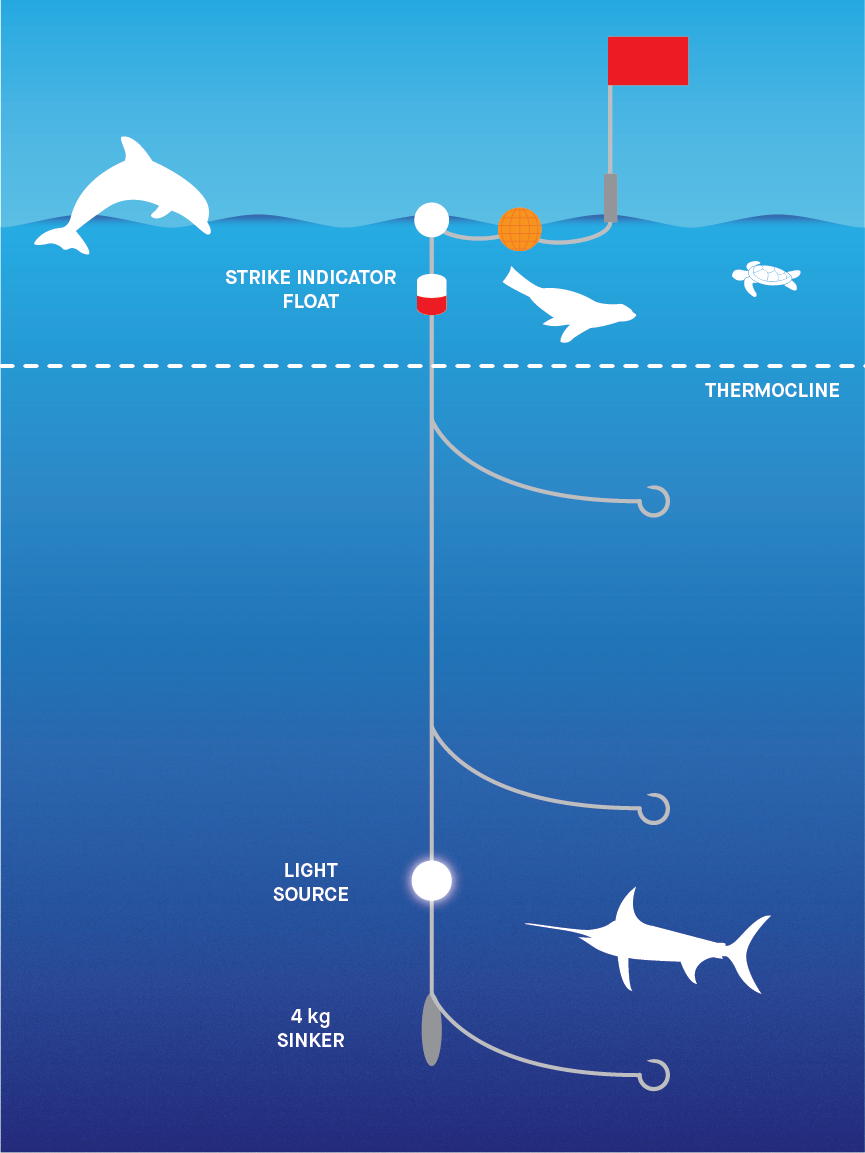 Sustainable Swordfish: Fishing Deep for Conservation Solutions