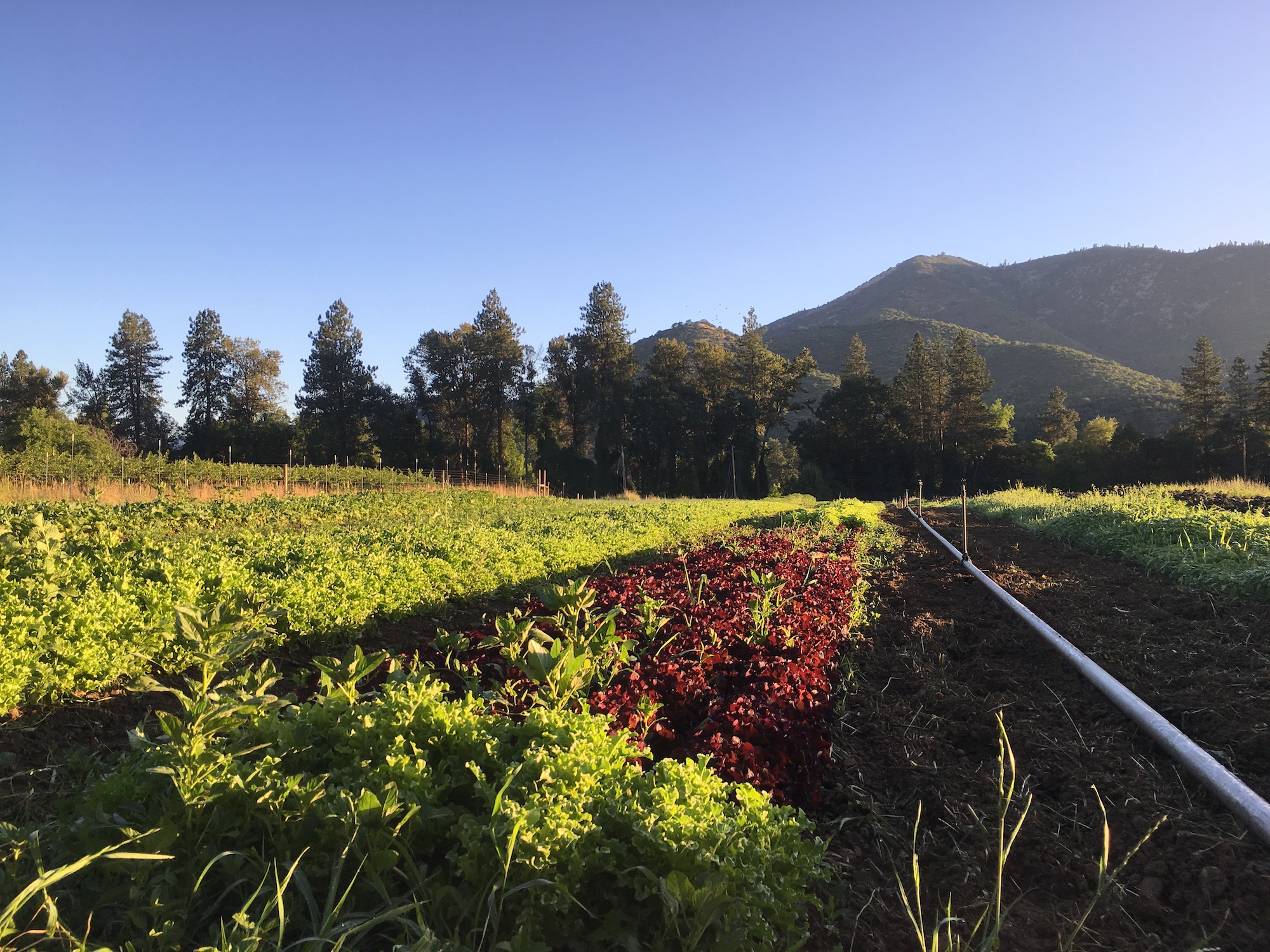 New Research Shows Healthy Agriculture Means Healthier Birds
