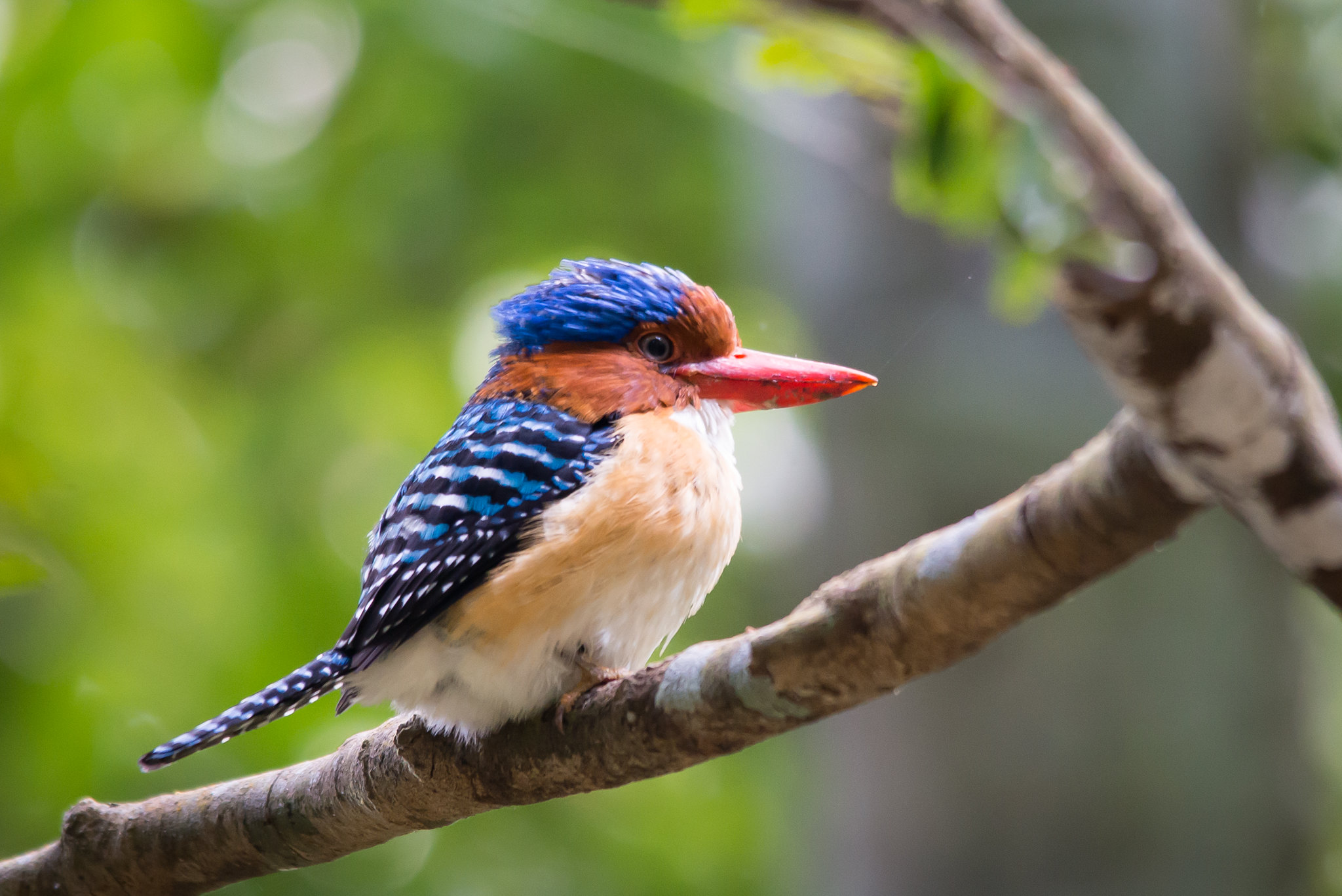 The Coolest Kingfishers from Six Continents