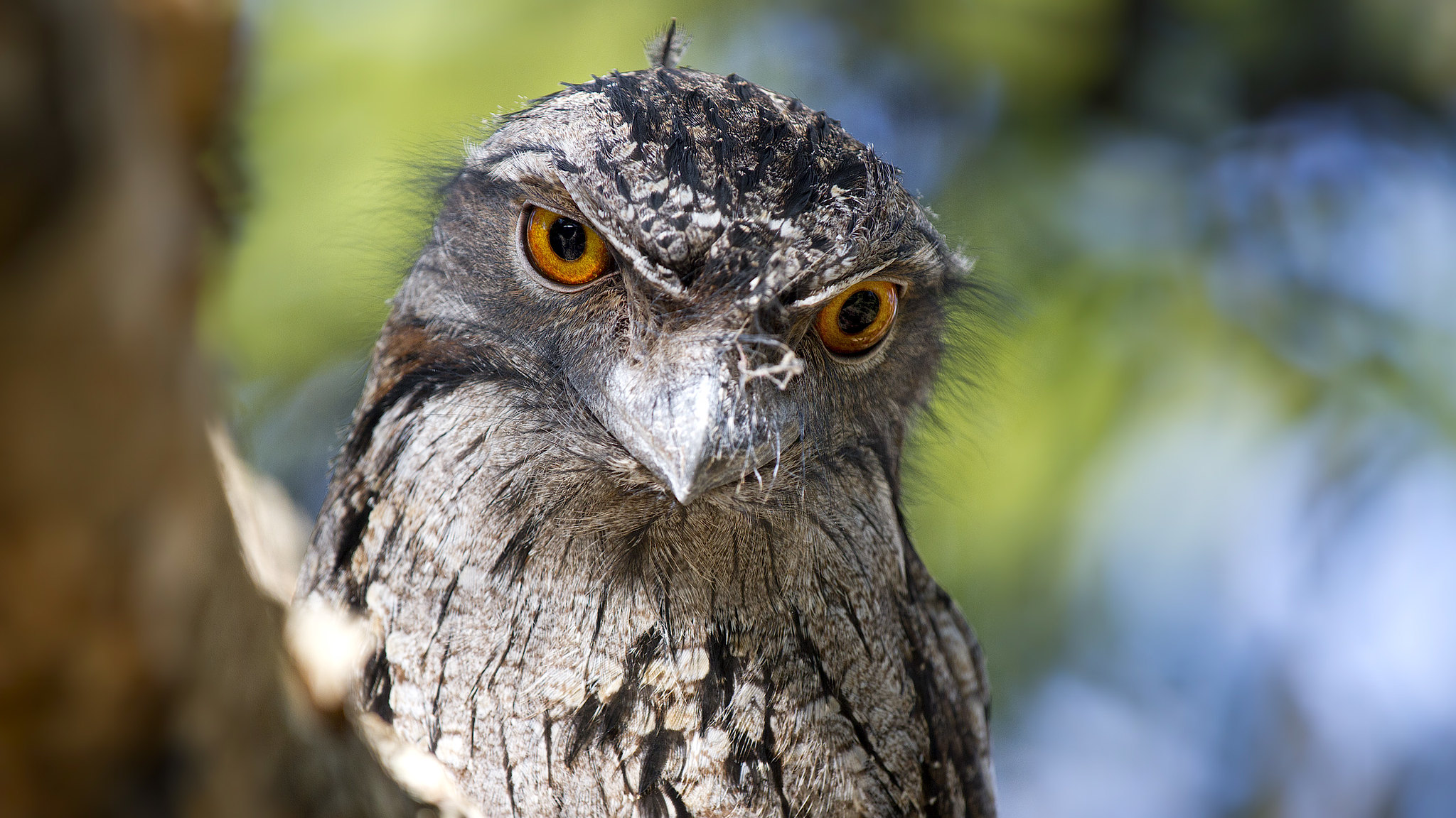 Meet the Frogmouth, Australia’s Weirdest Bird