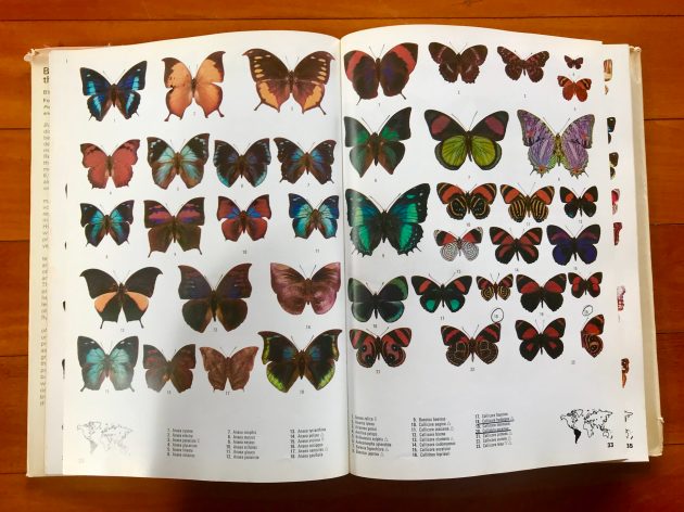 A Lifelong Love of Field Guides