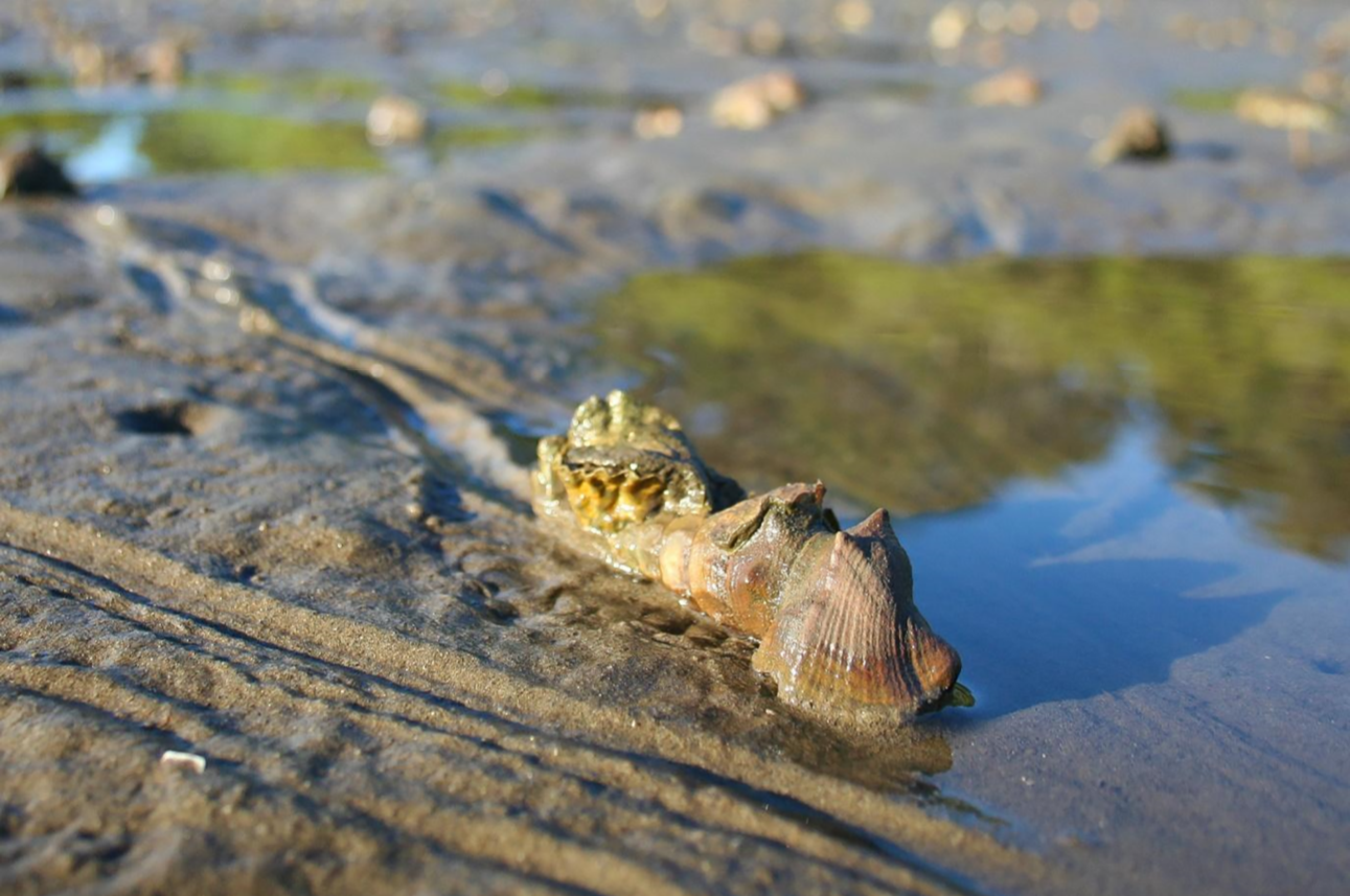 How Hitchhiking Oysters Build New Reefs