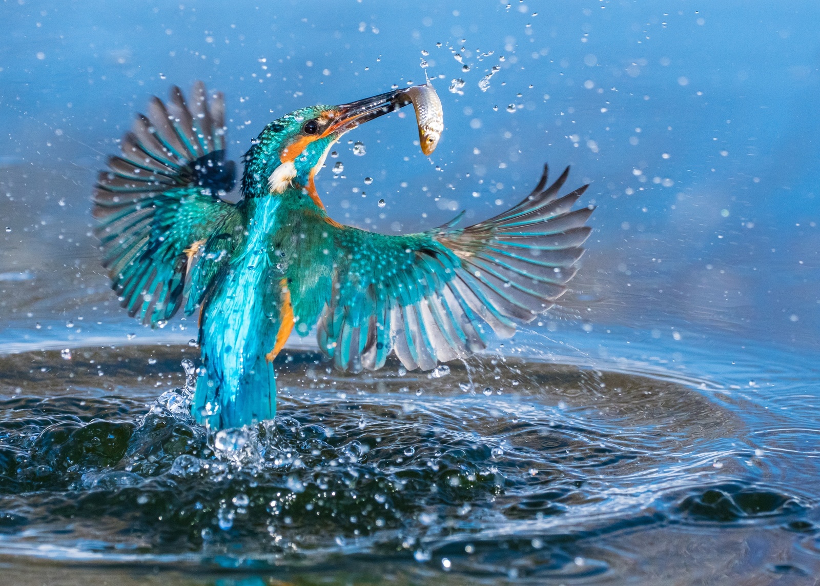 The Coolest Kingfishers from Six Continents