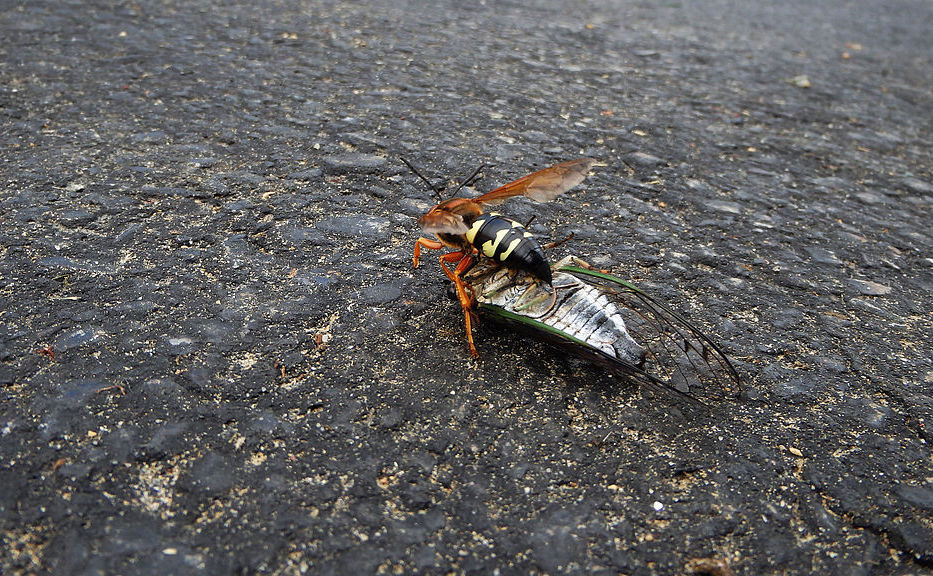 Death and Drama Among the Cicada Killers