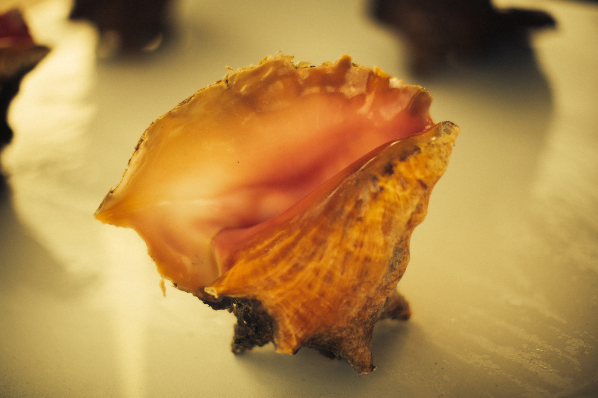 Bahamian Queen Conch: Fishers & Scientists Share Knowledge for a ...