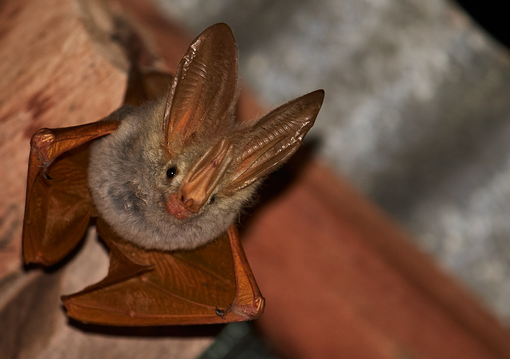 The Big Bat Year: A Quest to See the World’s Bats