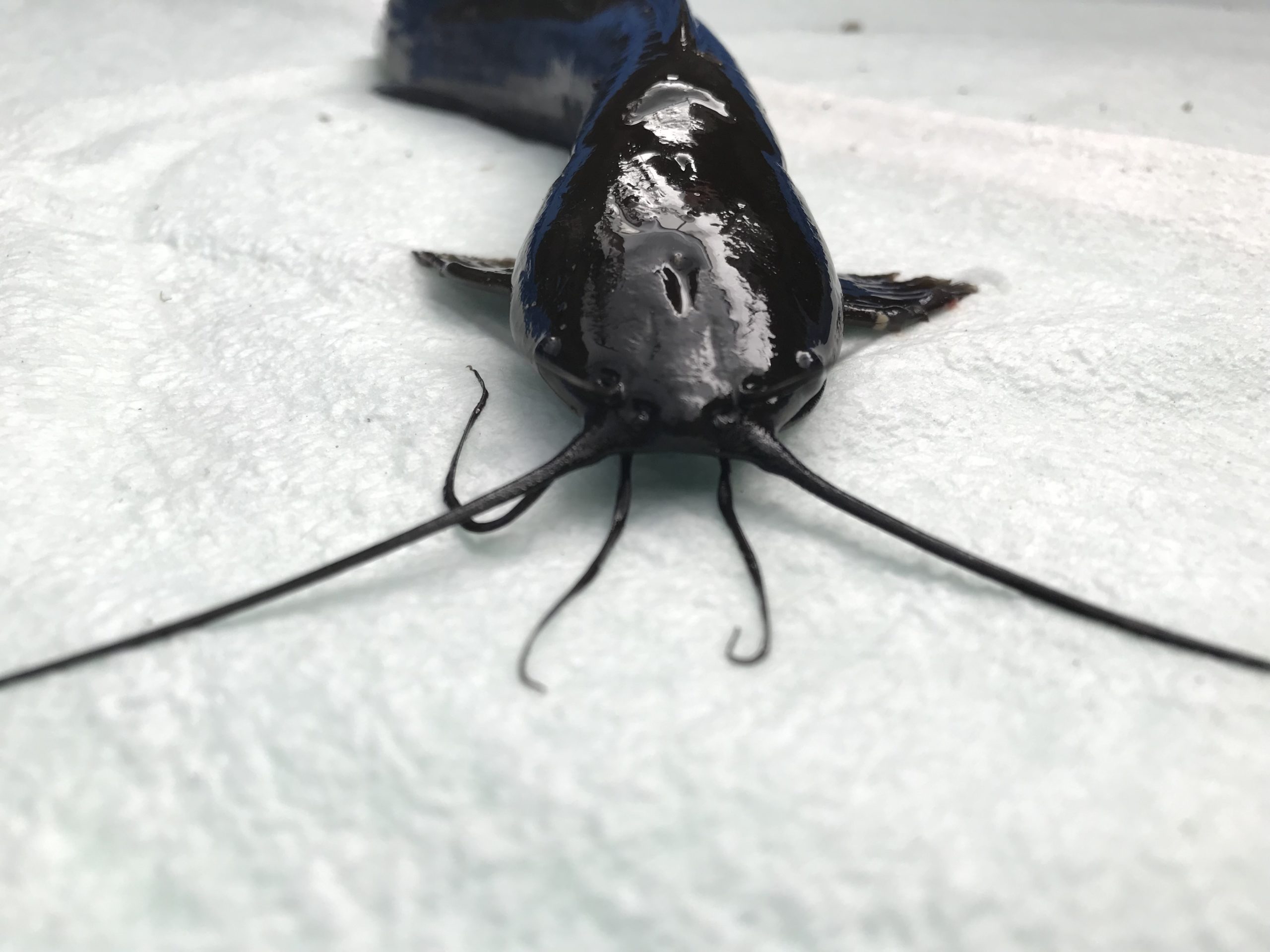 The Invasive Catfish That Walks Across Parking Lots - Cool Green Science