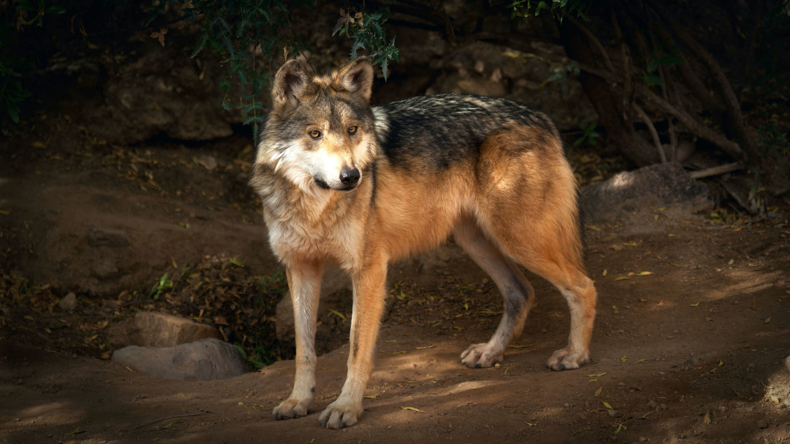 Arizona Archives - Cool Green Science