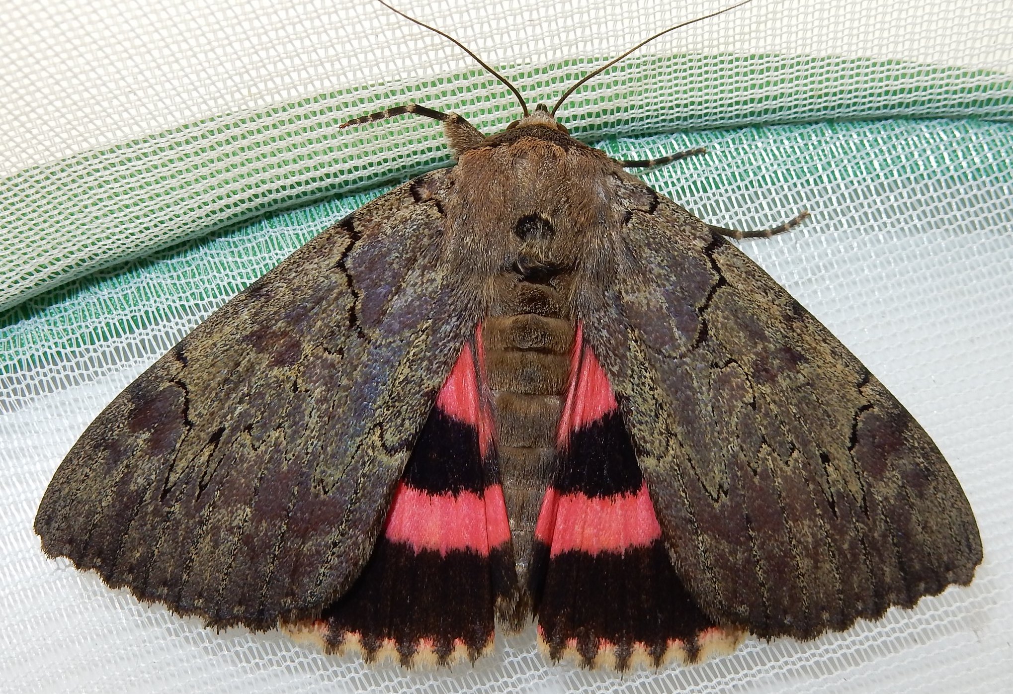 A Field Guide to Finding Cool Moths