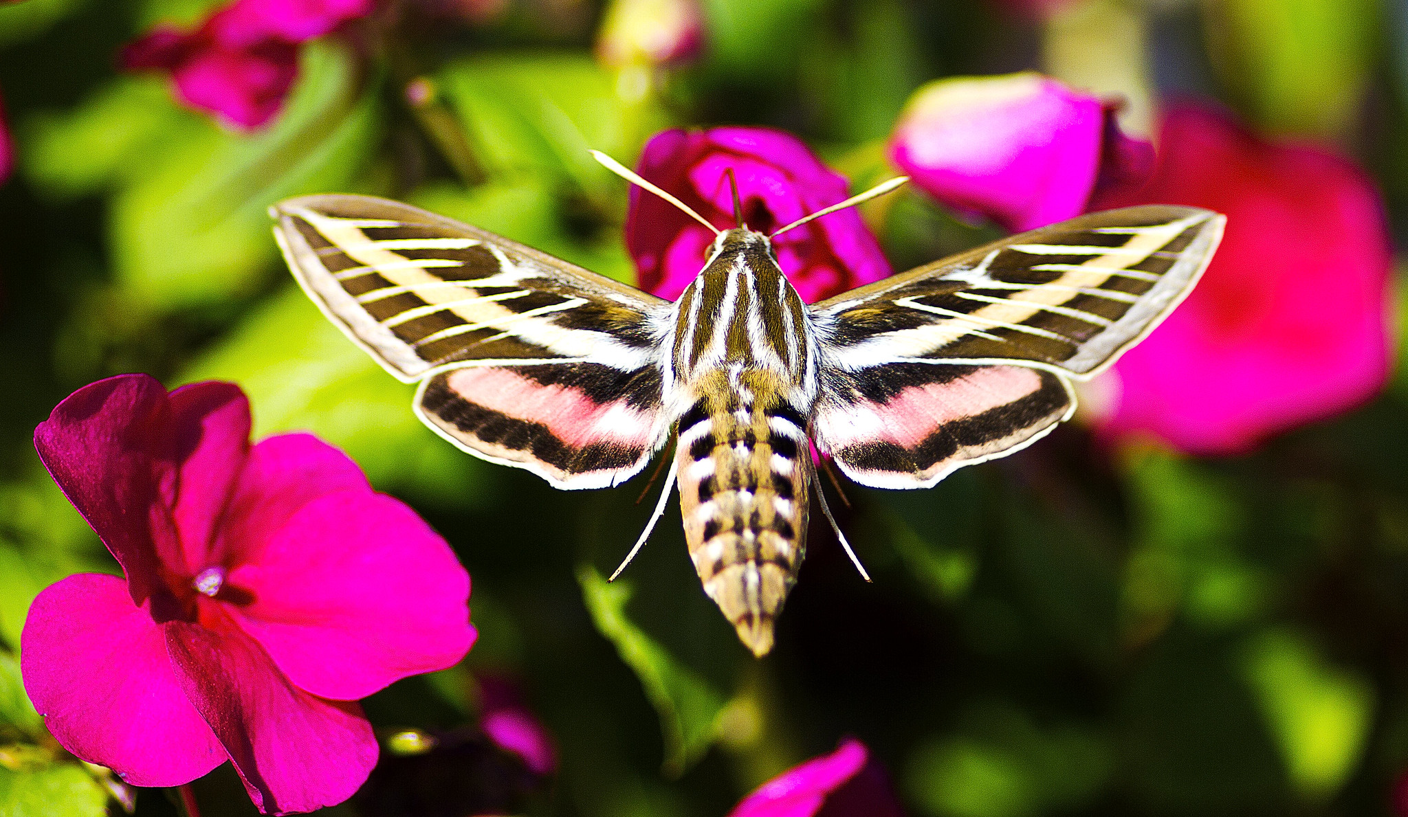 A Field Guide to Finding Cool Moths