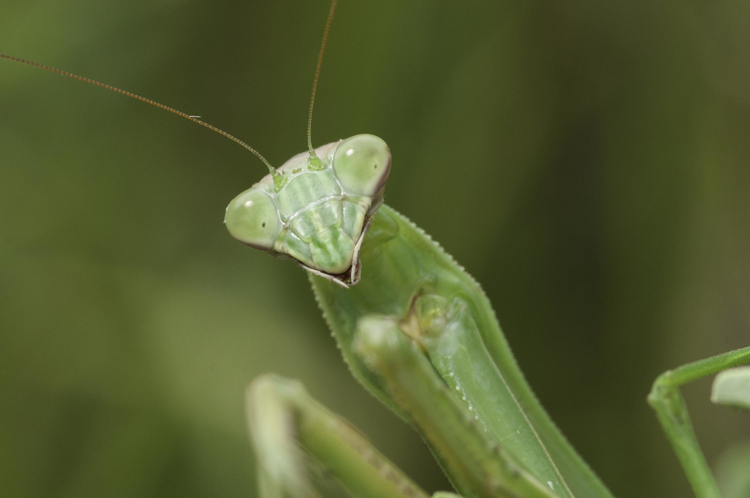 Eat, Prey, Love: Fast Facts on the Remarkable Praying Mantis