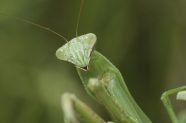 Eat Prey Love Fast Facts On The Remarkable Praying Mantis Eat Prey Love Fast Facts On The Remarkable Praying Mantis