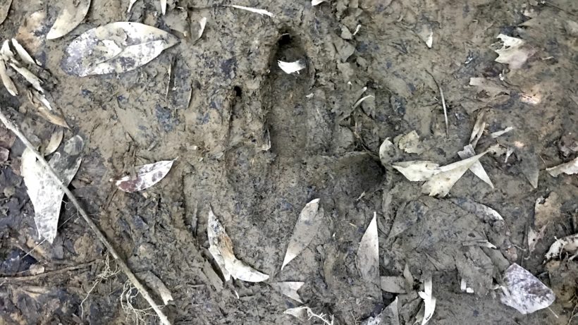 Cassowary Quest: A Tale of Danger and Defecation