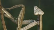 Eat Prey Love Fast Facts On The Remarkable Praying Mantis Eat Prey Love Fast Facts On The Remarkable Praying Mantis