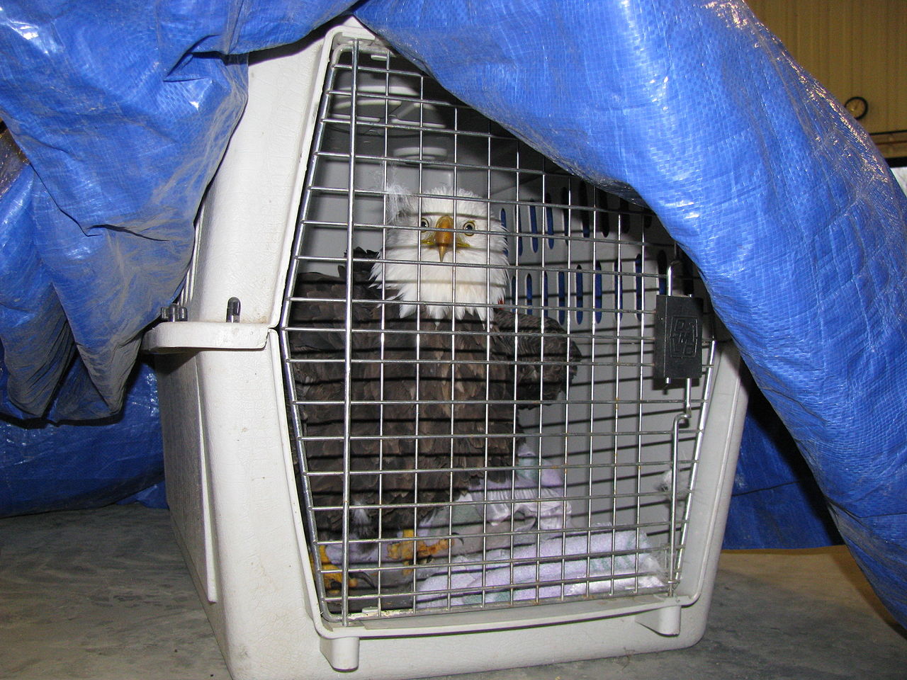 Raptor Rescue: When Bird Injuries Warrant Rehab