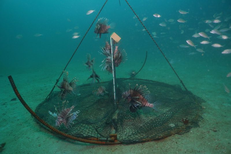 Fish Fence: Yard Décor Becomes Lionfish Control