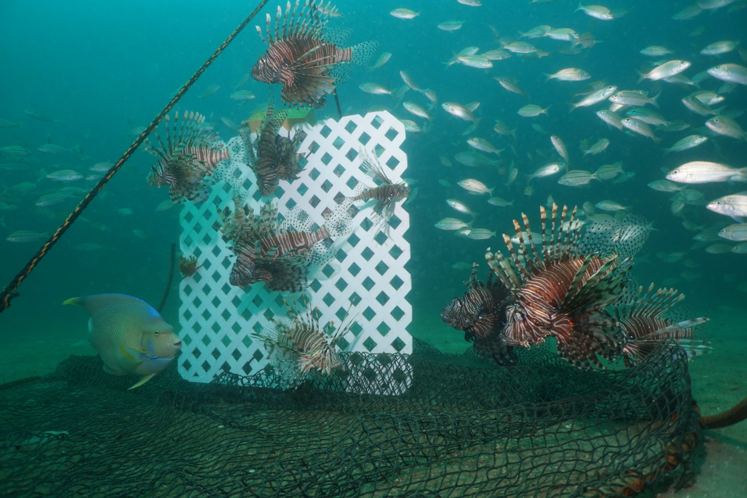 Fish Fence: Yard Décor Becomes Lionfish Control