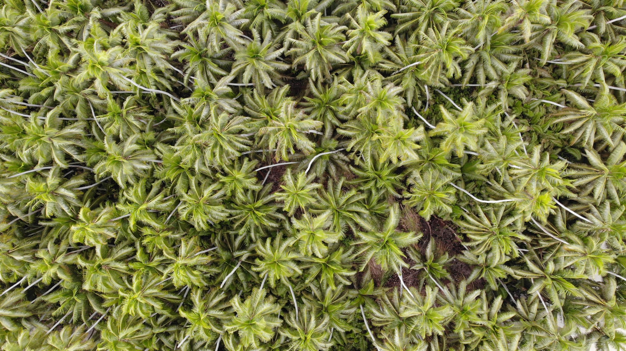 From Palmyra to the Pacific: Realigning a Rainforest - Cool Green Science