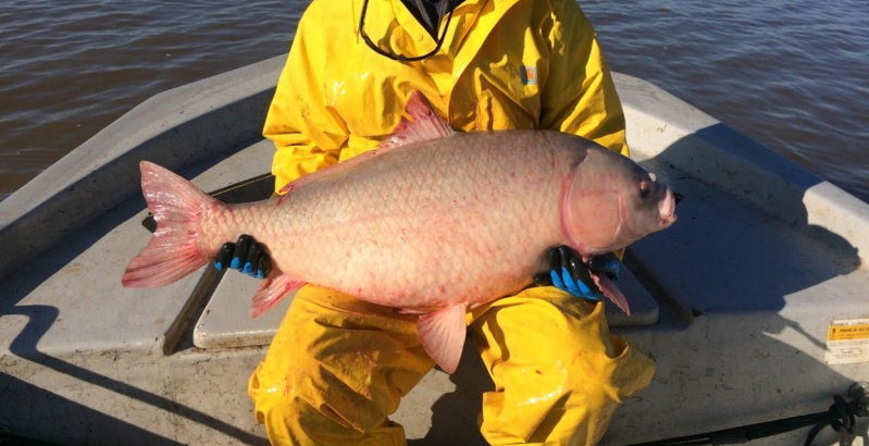 An Overlooked Threat to Freshwater Fisheries? Bowfishing