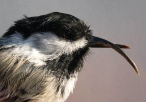Deformed Beaks: What We Know About An Alarming Bird Disease