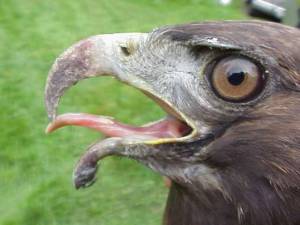 Deformed Beaks: What We Know About An Alarming Bird Disease