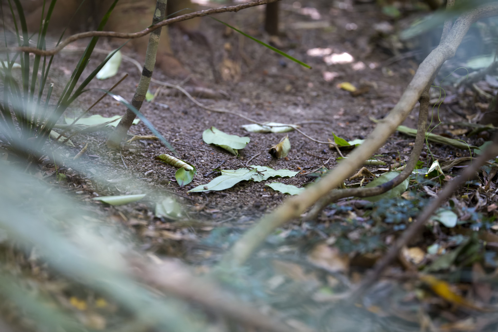 Bowerbirds: Meet the Bird World’s Kleptomaniac Love Architects