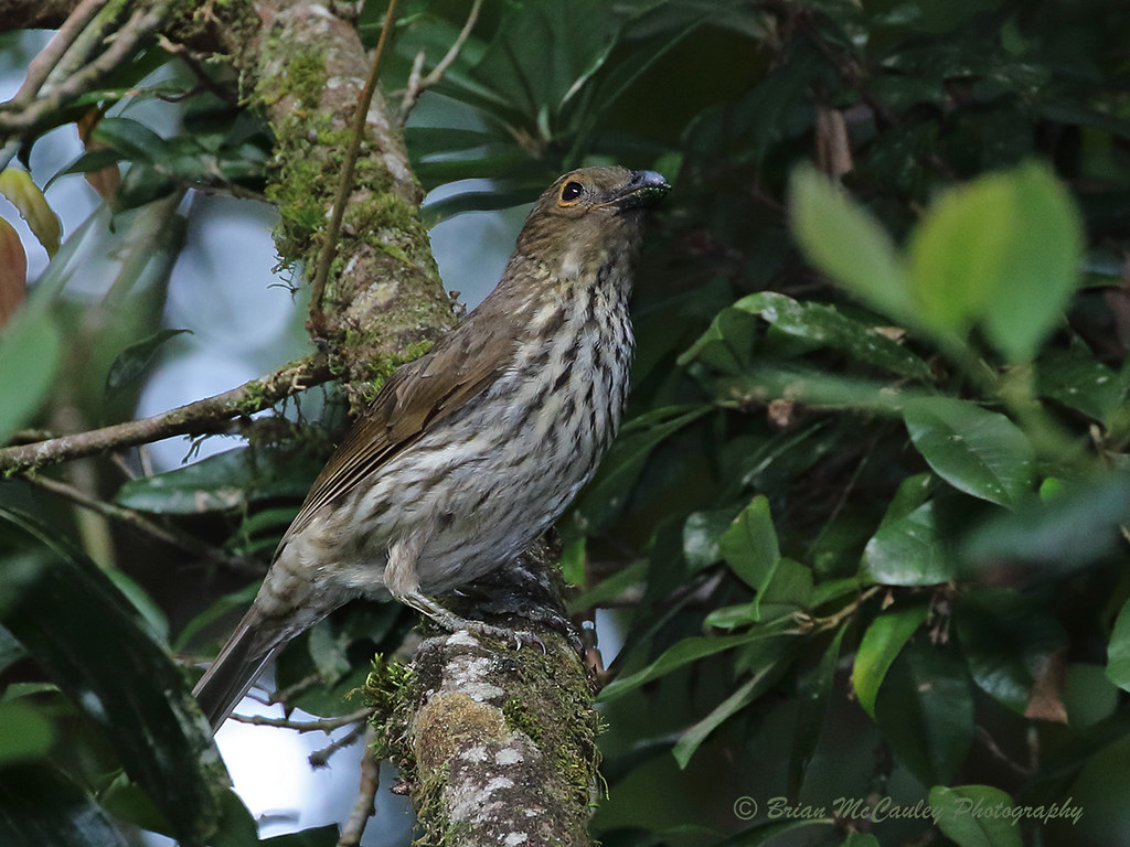 Bowerbirds: Meet the Bird World’s Kleptomaniac Love Architects