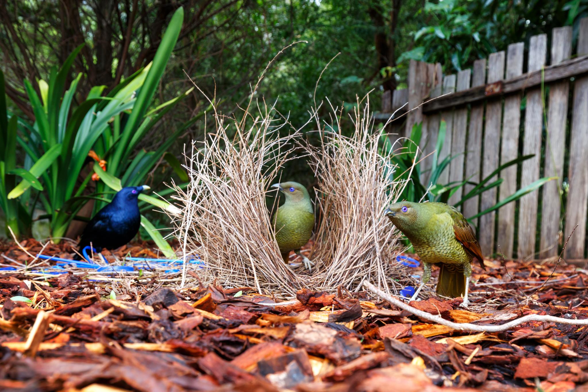 Bowerbirds: Meet the Bird World’s Kleptomaniac Love Architects