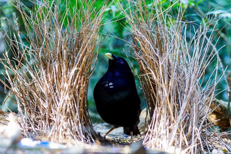 Bowerbirds: Meet the Bird World’s Kleptomaniac Love Architects