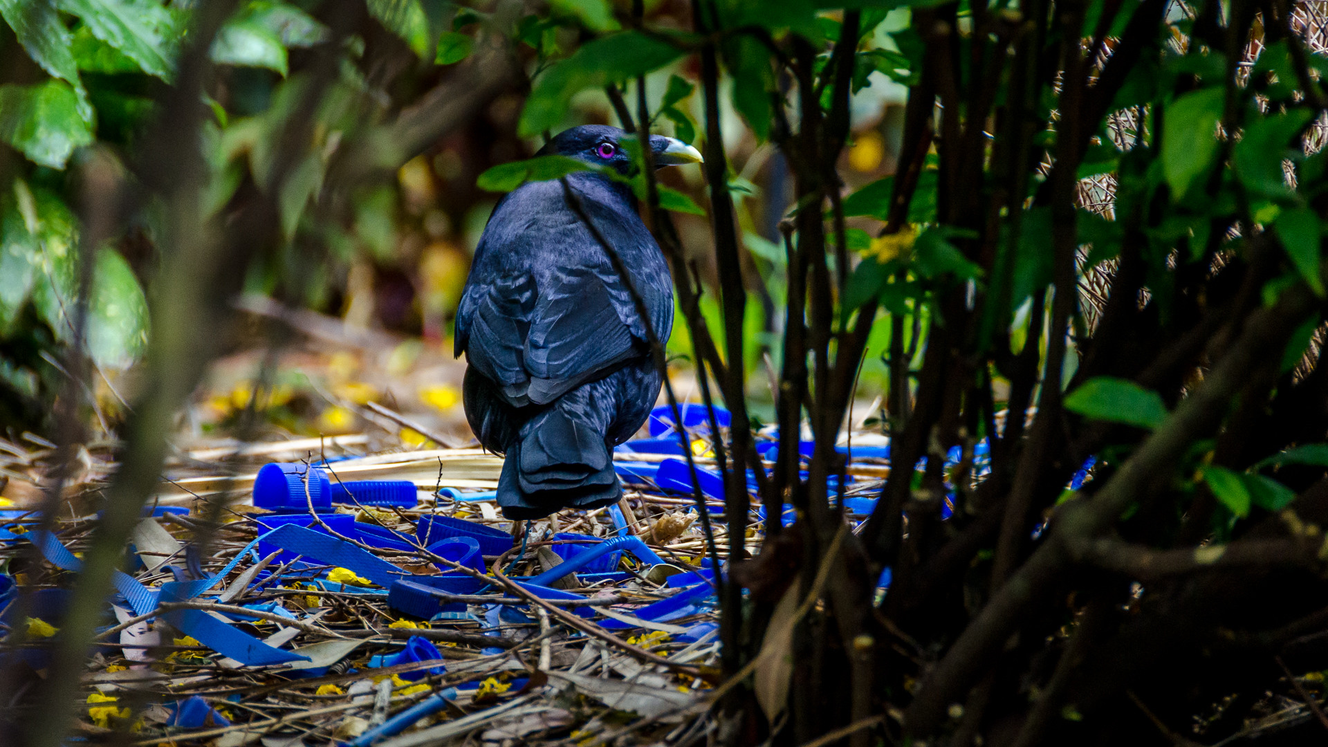 Bowerbirds: Meet the Bird World’s Kleptomaniac Love Architects