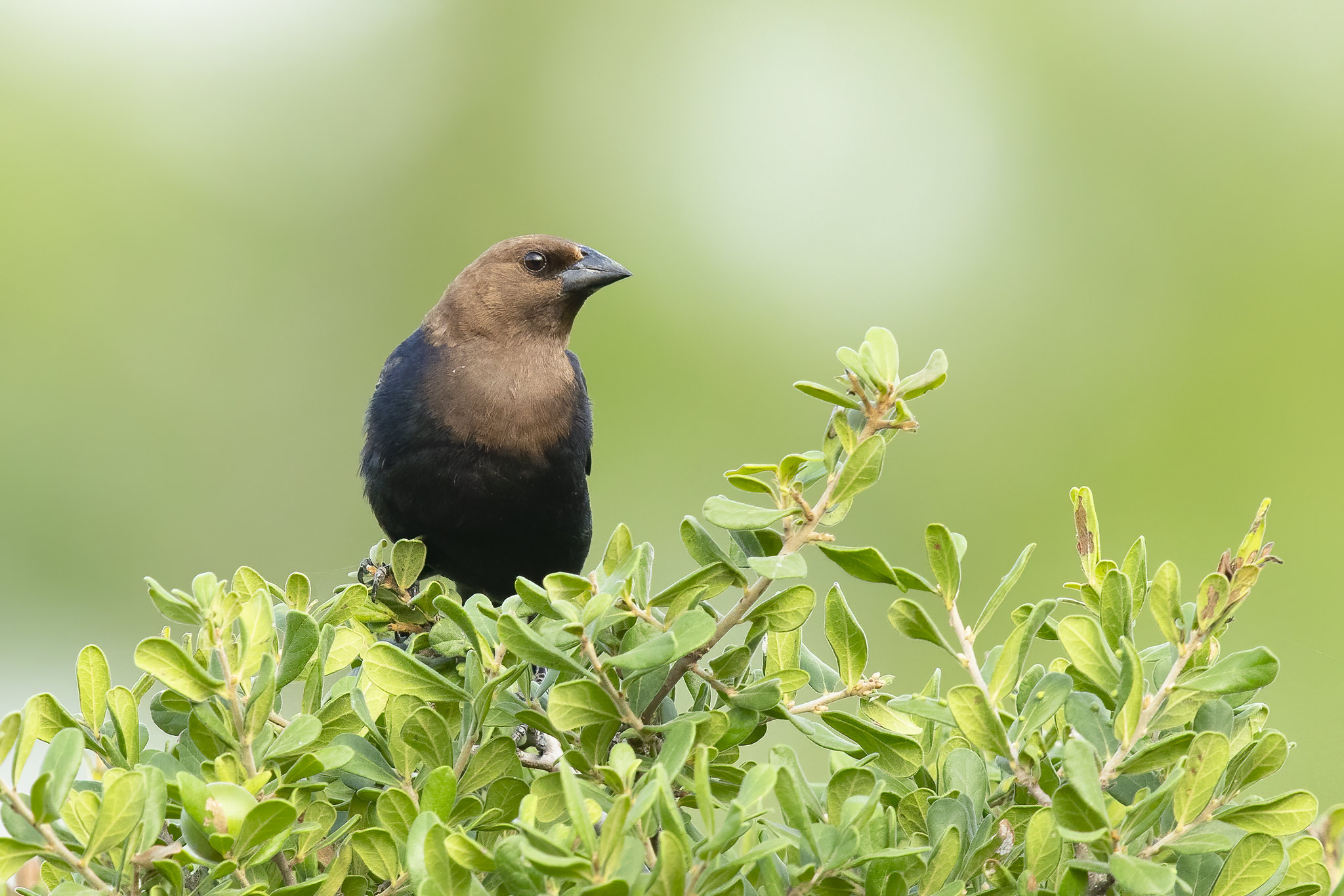 How Cowbirds Raise Their Young, Without Raising Their Young.