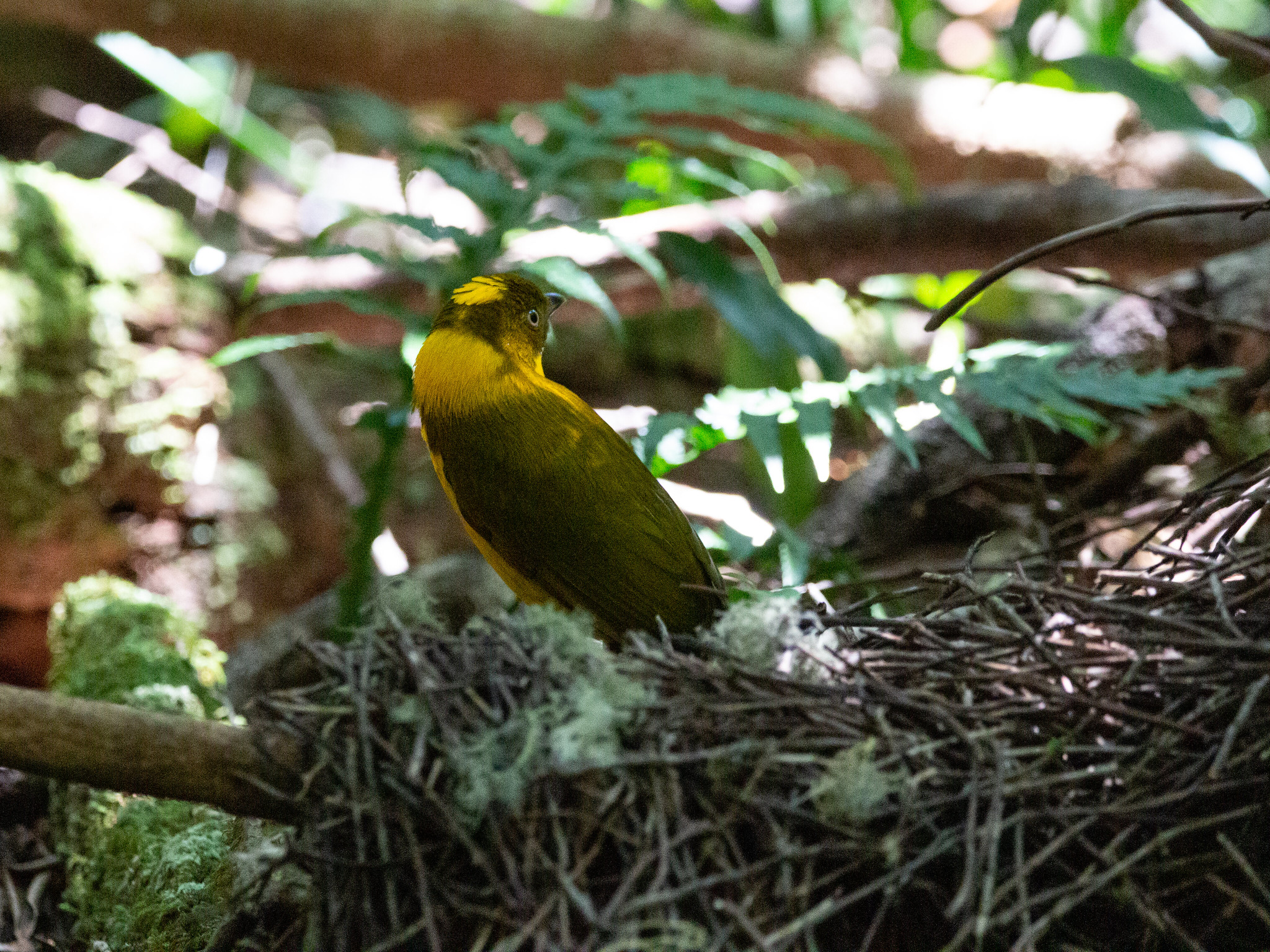 Bowerbirds: Meet the Bird World’s Kleptomaniac Love Architects