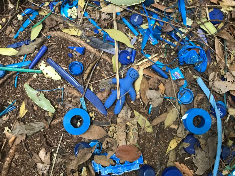 Bowerbirds: Meet the Bird World’s Kleptomaniac Love Architects
