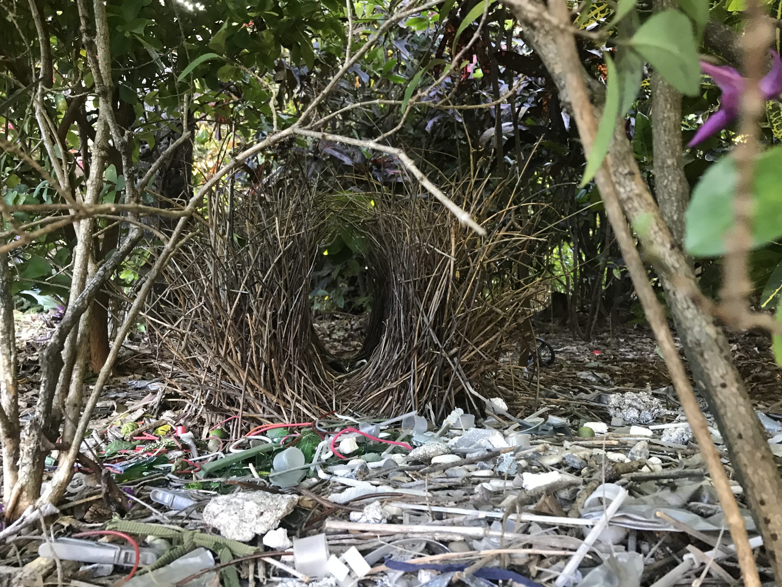 Bowerbirds: Meet the Bird World’s Kleptomaniac Love Architects