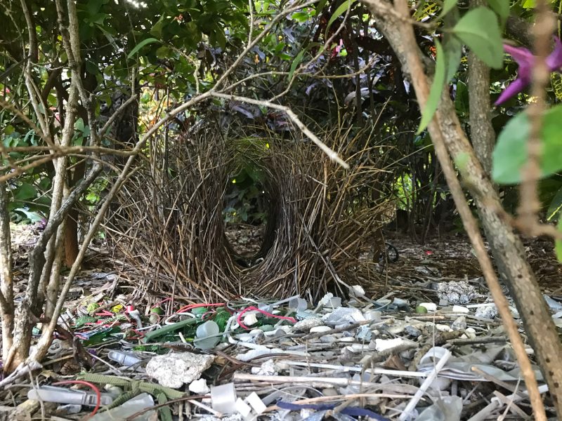 Bowerbirds: Meet the Bird World’s Kleptomaniac Love Architects