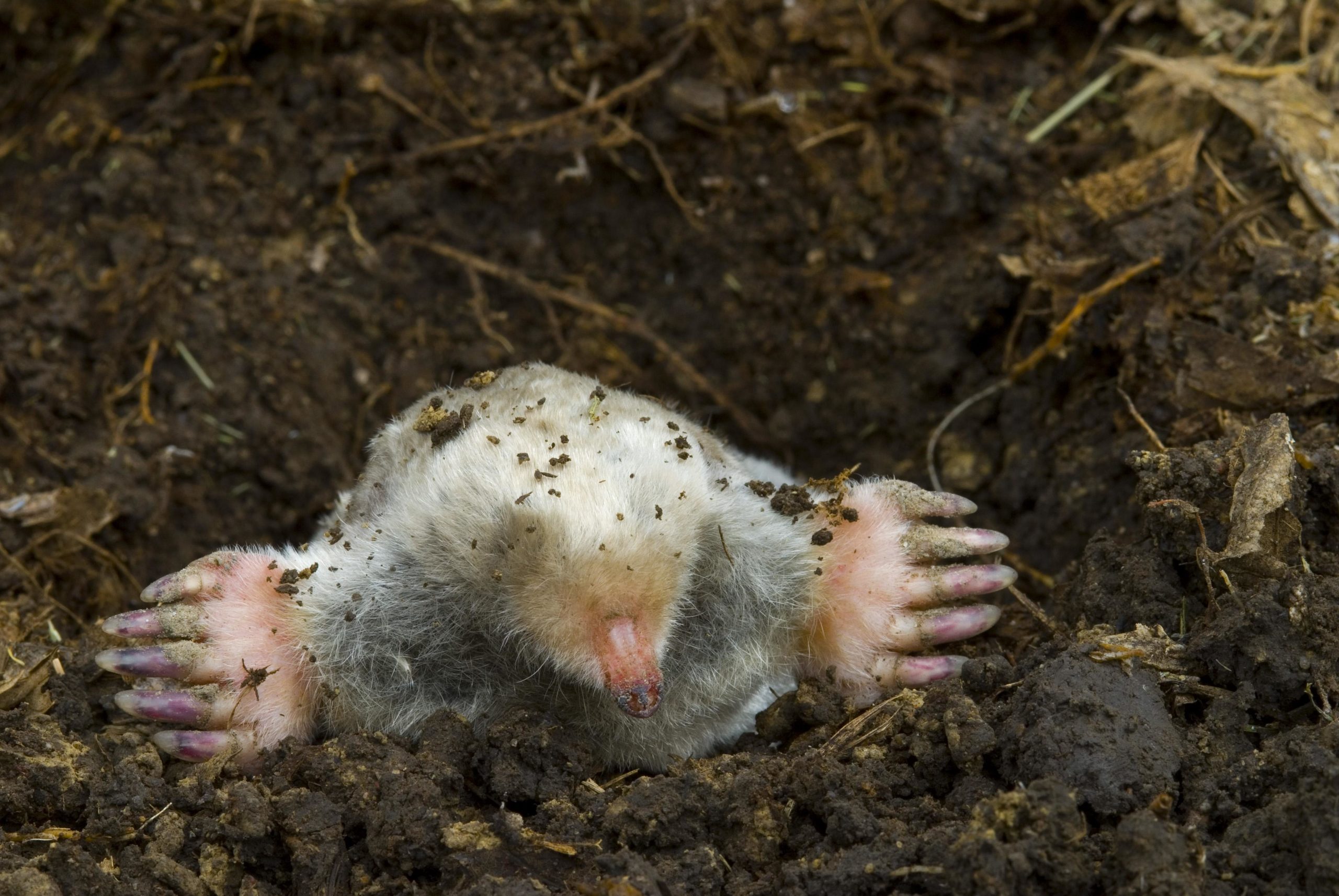 The strange and surprising ways wild animals prepare for winter.