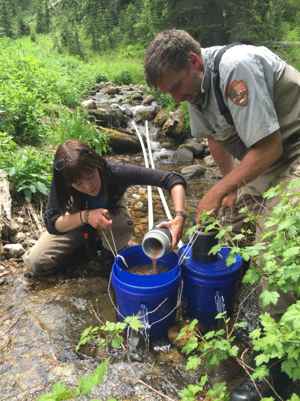 50 Fish, 50 States: Yellowstone’s Native Fish