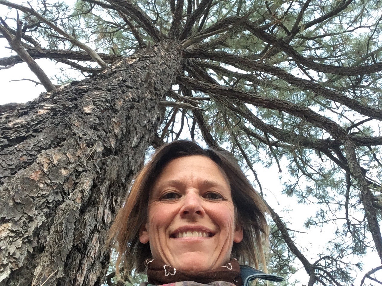 Operation Ponderosa: Saving a Forest, Pandemic Edition