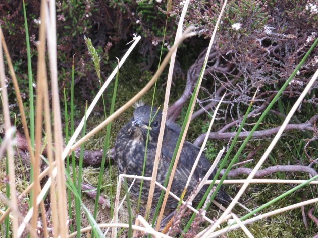 Slow Birding: Twenty Years Observing Ring Ouzels - Cool Green Science