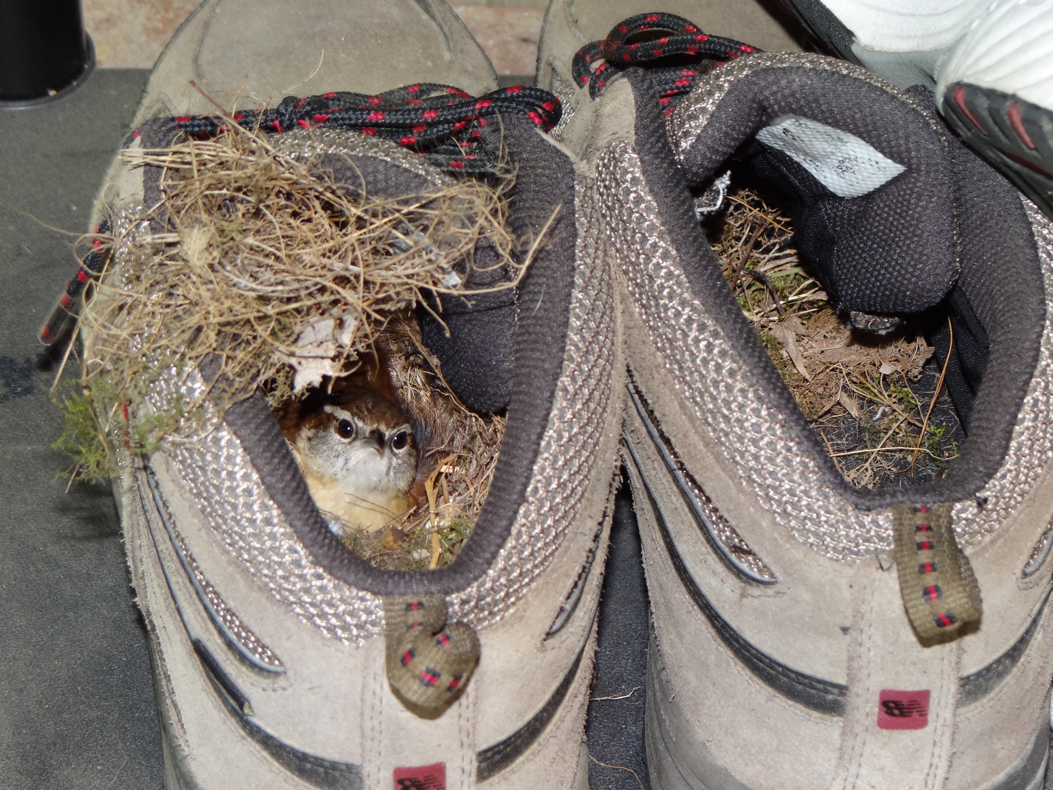 Carolina Wrens Will Nest in Just About Anything
