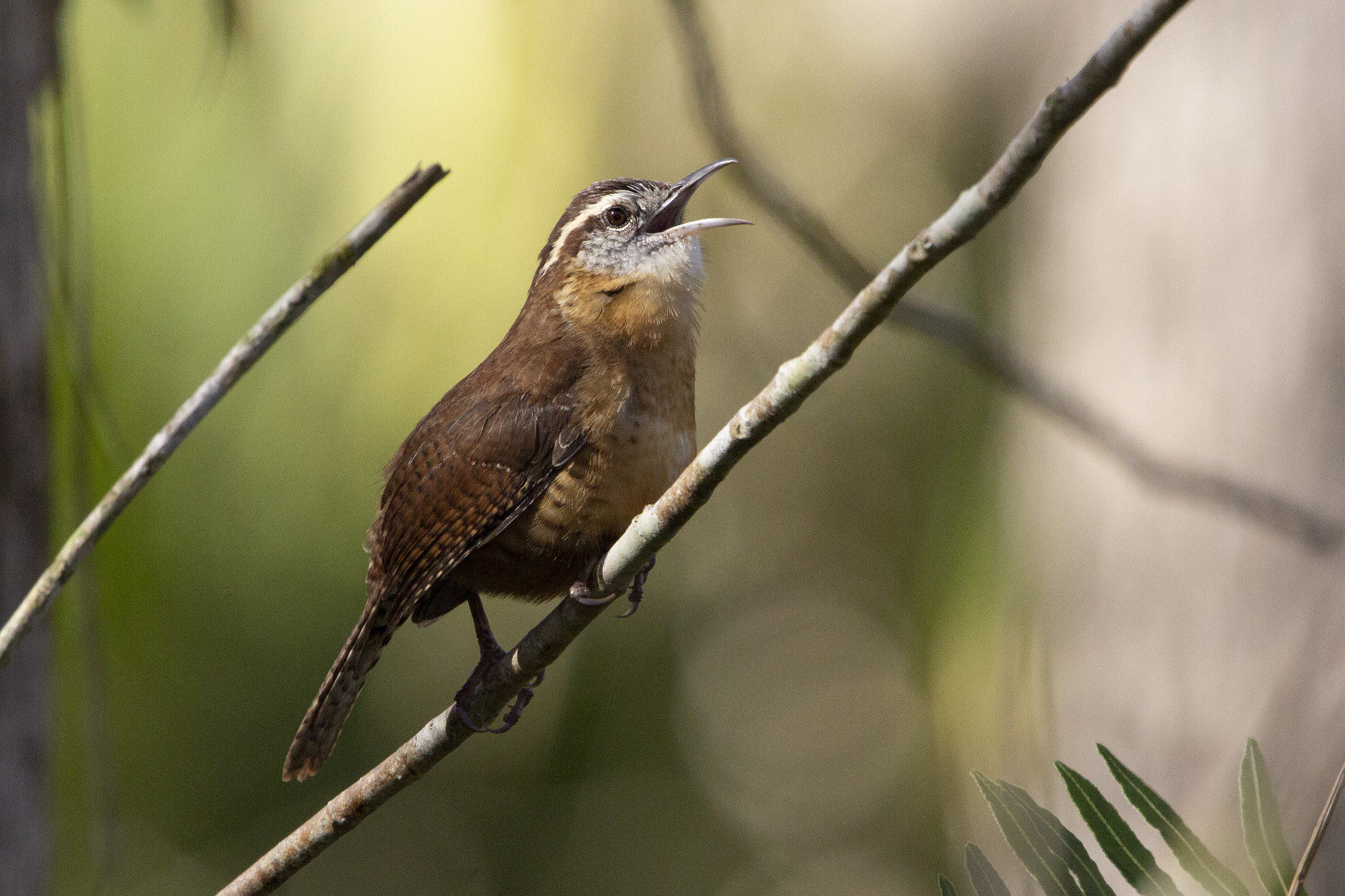 Why Carolina Wrens Have Moved into Your Neighborhood