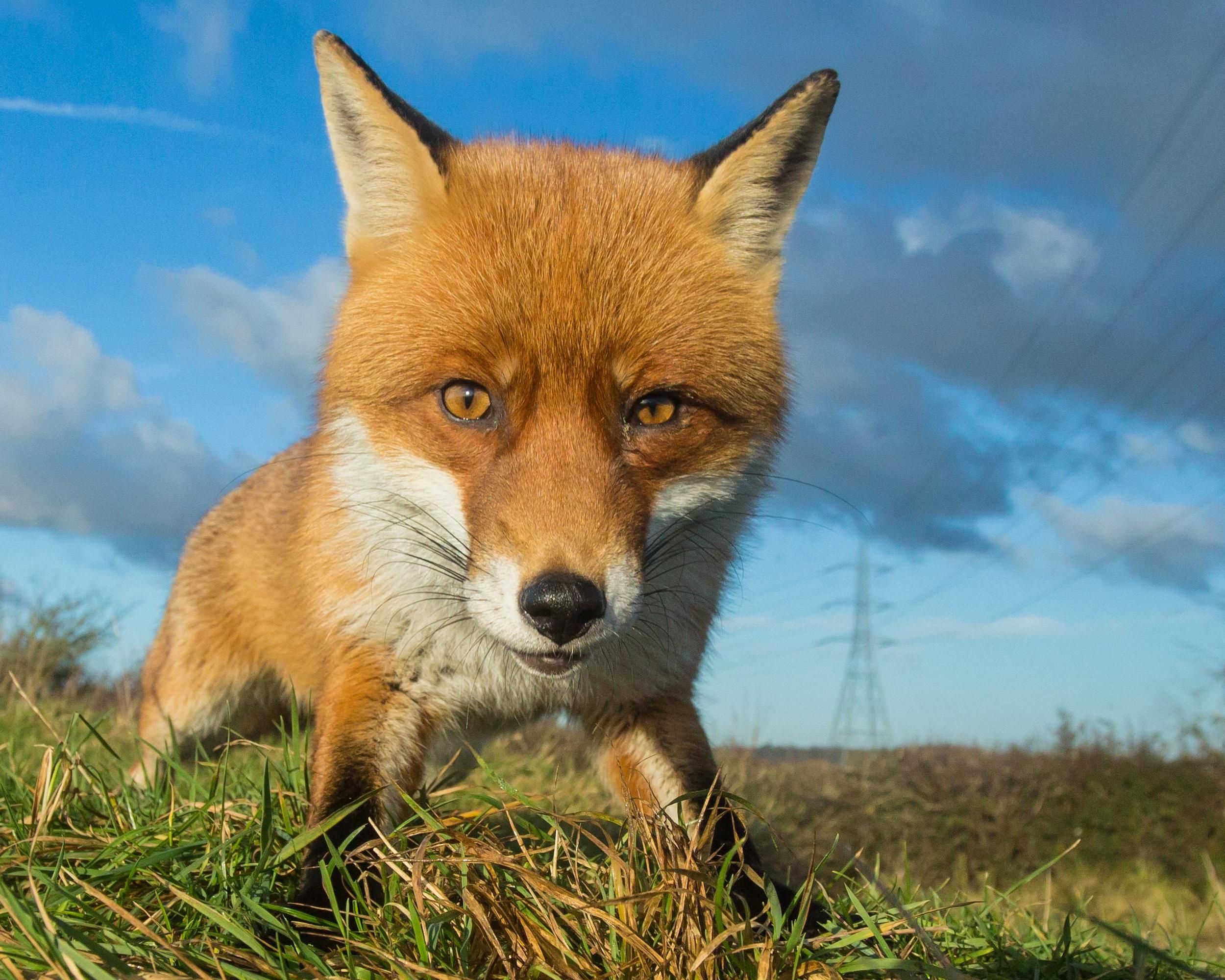 How to See a Red Fox in Winter